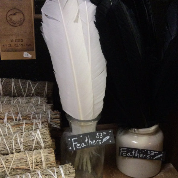 Feathers - Madame Meerkat's Cabinet of Curiosities