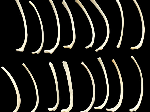 Fox Rib Bone - Madame Meerkat's Cabinet of Curiosities